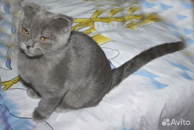 Шотландец котик голубой 3 мес