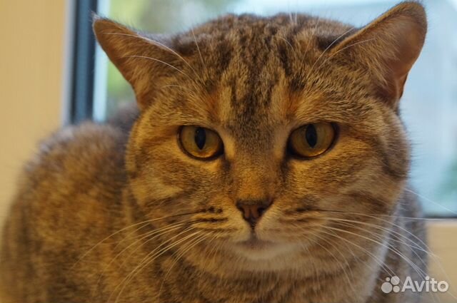 Кошка Сиена фенотип британки