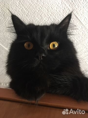 Отдадим замечательного кота в хорошие руки