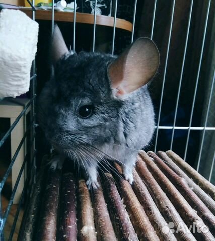 Шиншилла стандарт мальчик