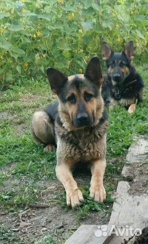 Шенок Немецкий овчарки