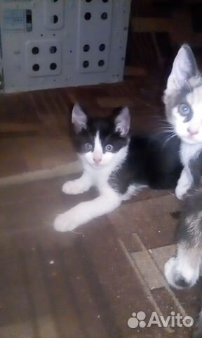 Симпатичные котята в хорошие руки