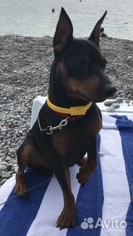 Цвергпинчер для вязки