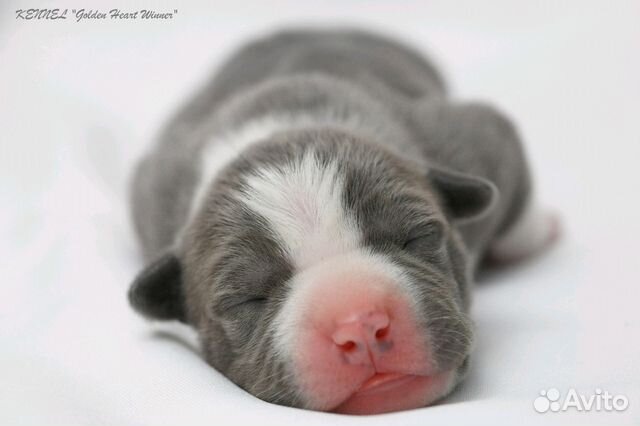 Голубой с белым мальчишка к резерву(документы)