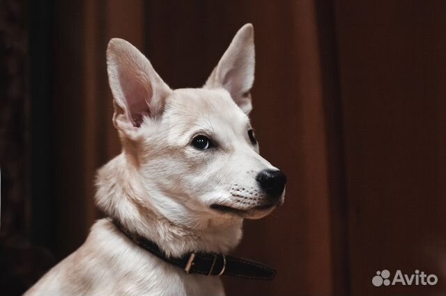 Красавец и весельчак Мартин ищет свою семью