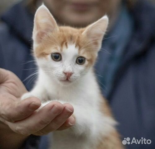 Бельчонок - крошечный котёнок в добрые руки
