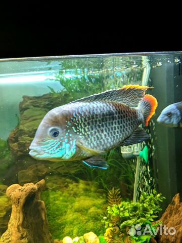 Бирюзовая акара самка взрослая