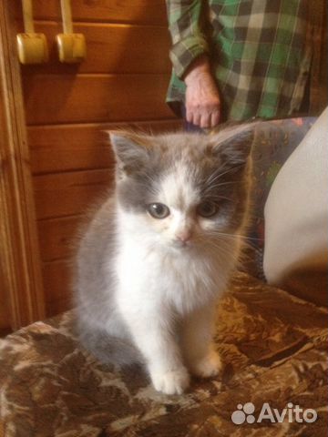 Серый котёнок пушистый 1 месяц