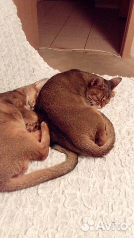 Абиссинская кошечка