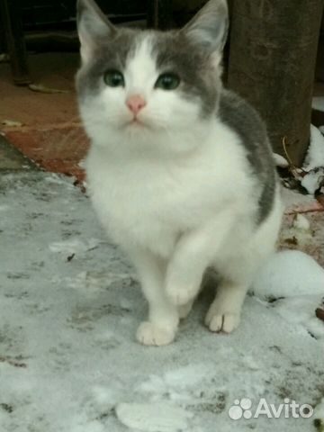 Кошечка мышеловка