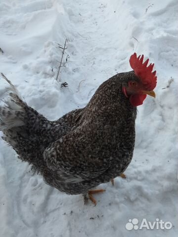 Молодой Павловский петушок