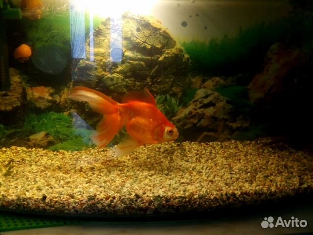 Золотушка Галя с аквариумом