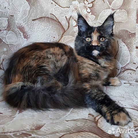 Xenia MOS Lakshestar котенок мейн кун