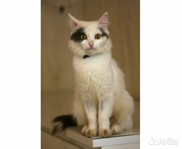 Бьянка, ванская кошка в дар