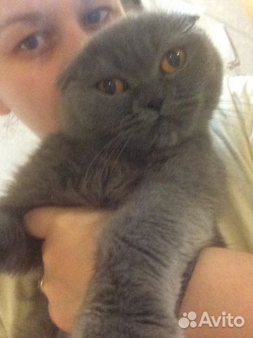 Шотландский вислоухий малыш