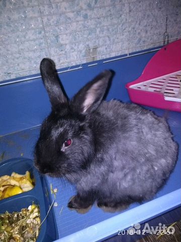 Крольченок декоративный