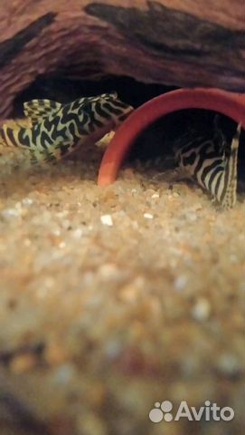 Номерные сомы. L134,L340