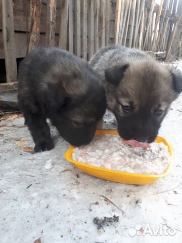 Славные пацаны на охрану и для души