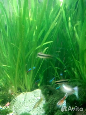 Сае или сиамские водорослееды