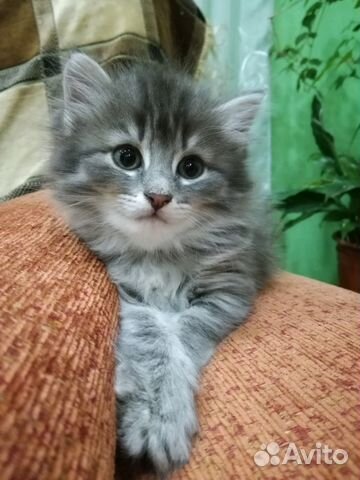 Подарок-котенок - талисман удачи в Новом Году