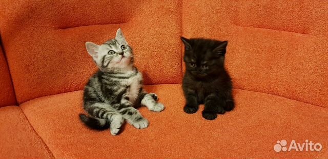 Шотландские котята