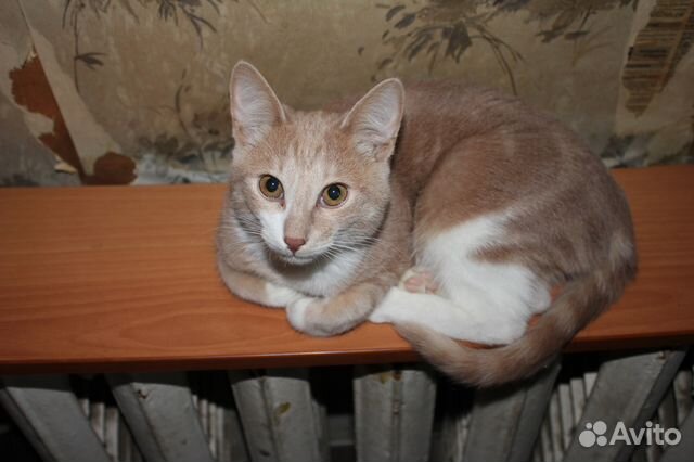 Котята подростки 5 месяцев