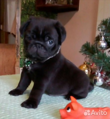 Продаётся щенок чёрного мопса