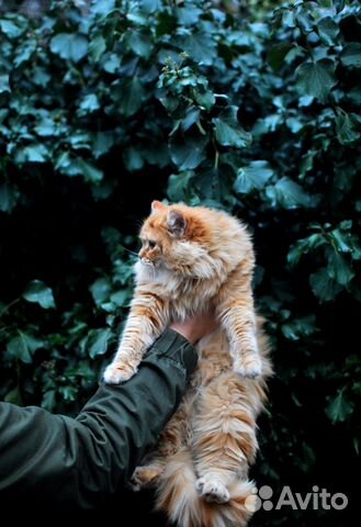 Сладкий имбирный пряник