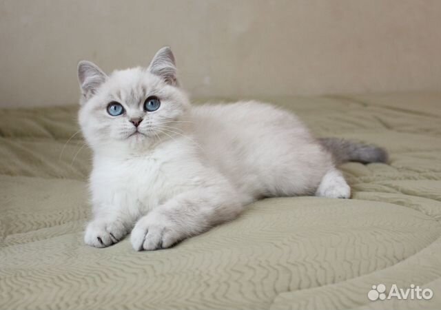 Предлагается котик британский колорпойнт - Миша