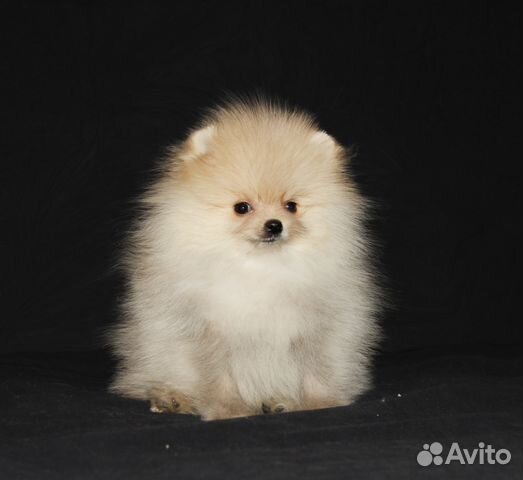 Мини мишки шпицики