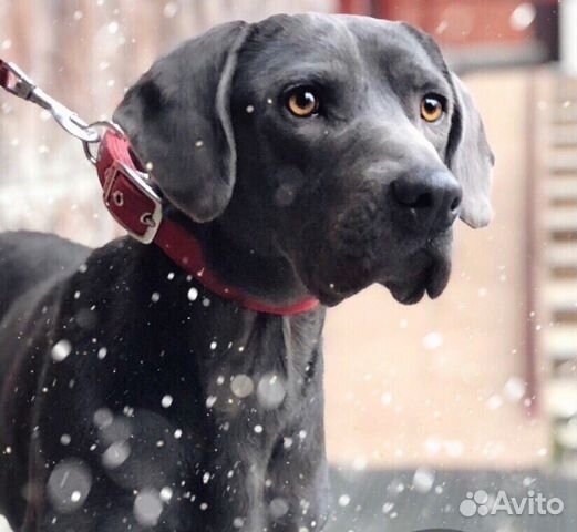 Грета в добрые руки
