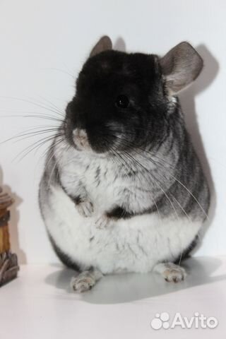 Шиншилла Чёрный Бархат мальчик