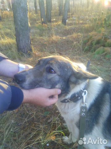 Чудесный пес Тимошка счастья принесет немножко