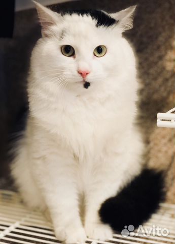 Невероятной красоты Девочка котёнок 5 мес