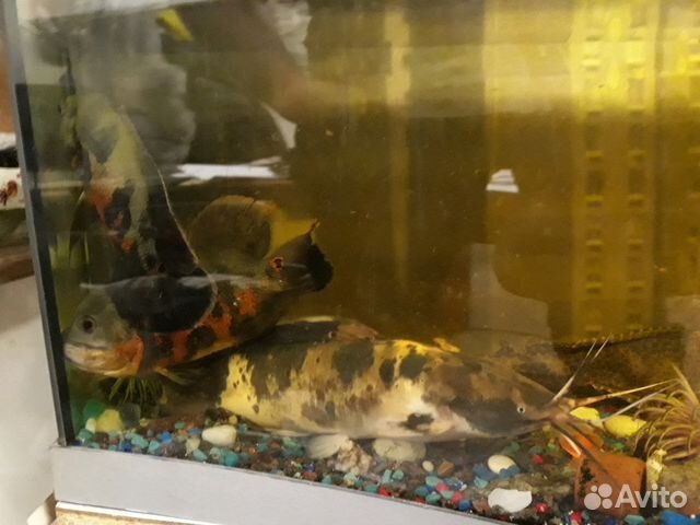 Отдам двух астронотусов