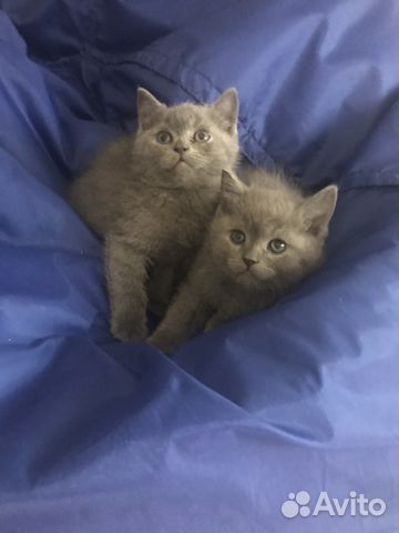 Плюшевые страйтики