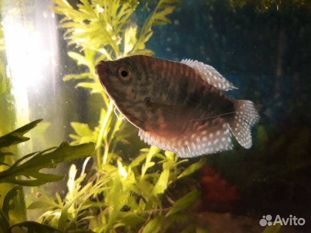 Мальки гурами