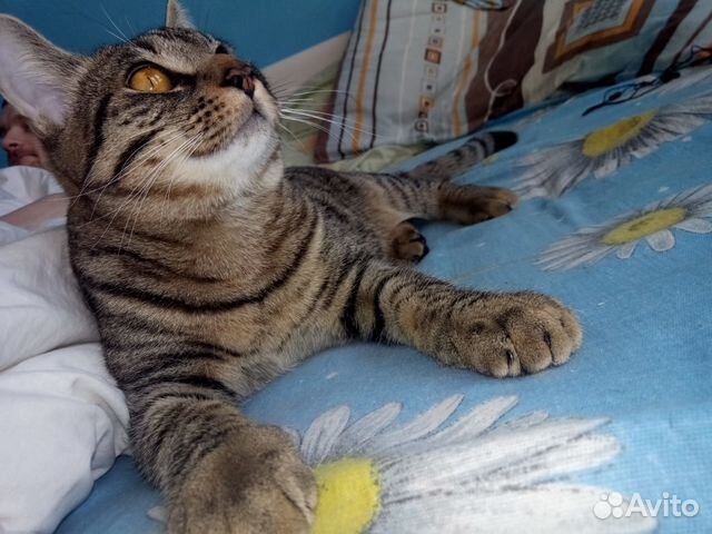 Котик 9,5 месяцев