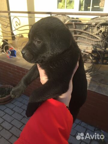 Продам лабрадорчиков