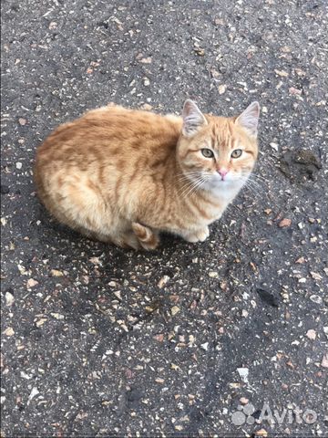 Котята ищут дом