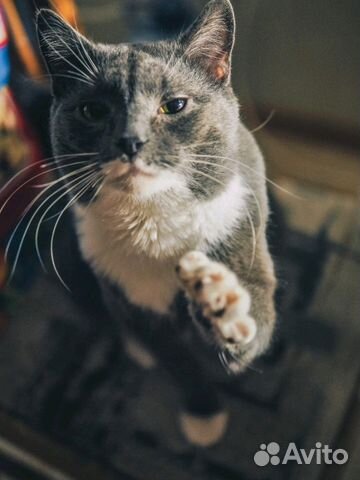 Нежный Кот Байрон в добрые руки