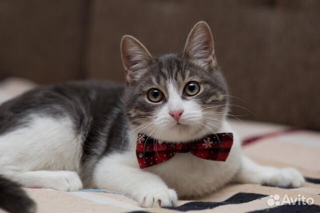 Котёнок Шустрик