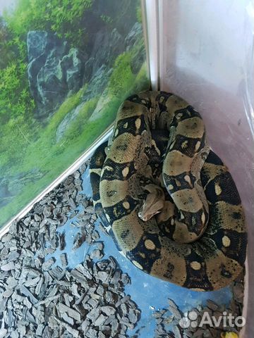 Удав императорский