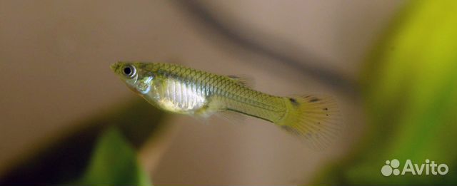 Гуппи - мальки
