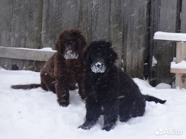 Породные щенки ньюфа