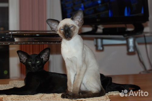 Ориентальная девочка