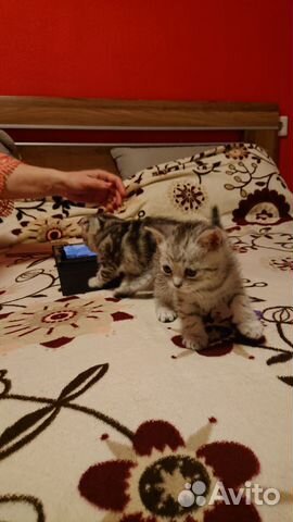 Котята шотландские (скоттиш фолд+скоттиш страйт)