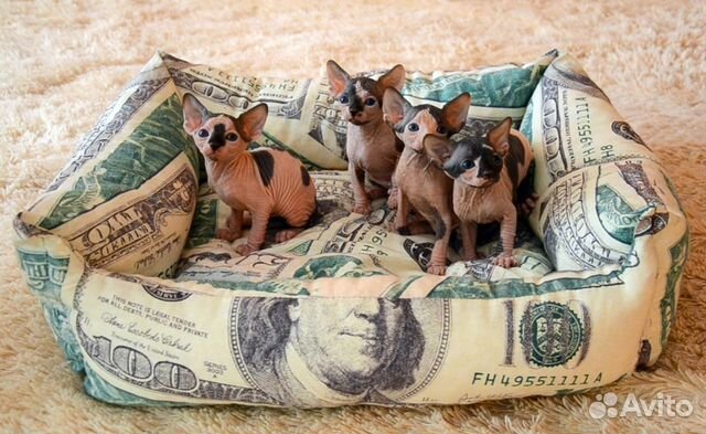 Канадский сфинкс, котята чистокровные, породистые