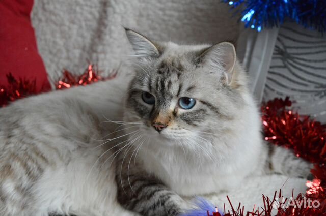 Невский юный котик