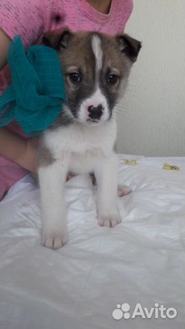 Мальчишки - братишки ищут новый дом